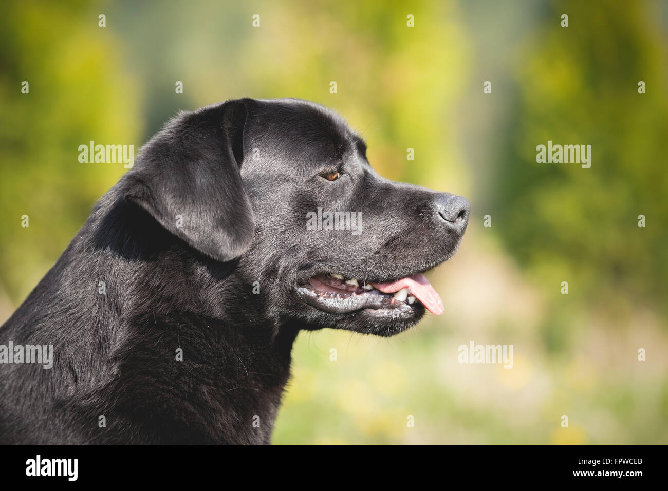 Black Labrador retriever dog profile Stock Photo - Alamy