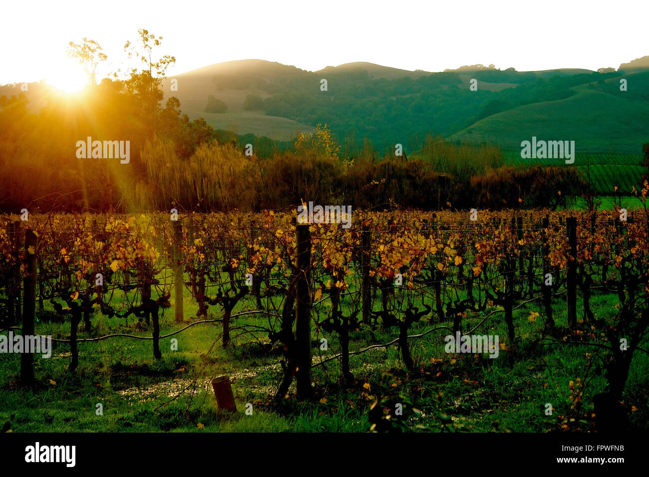 Napa fall hi-res stock photography and images - Alamy