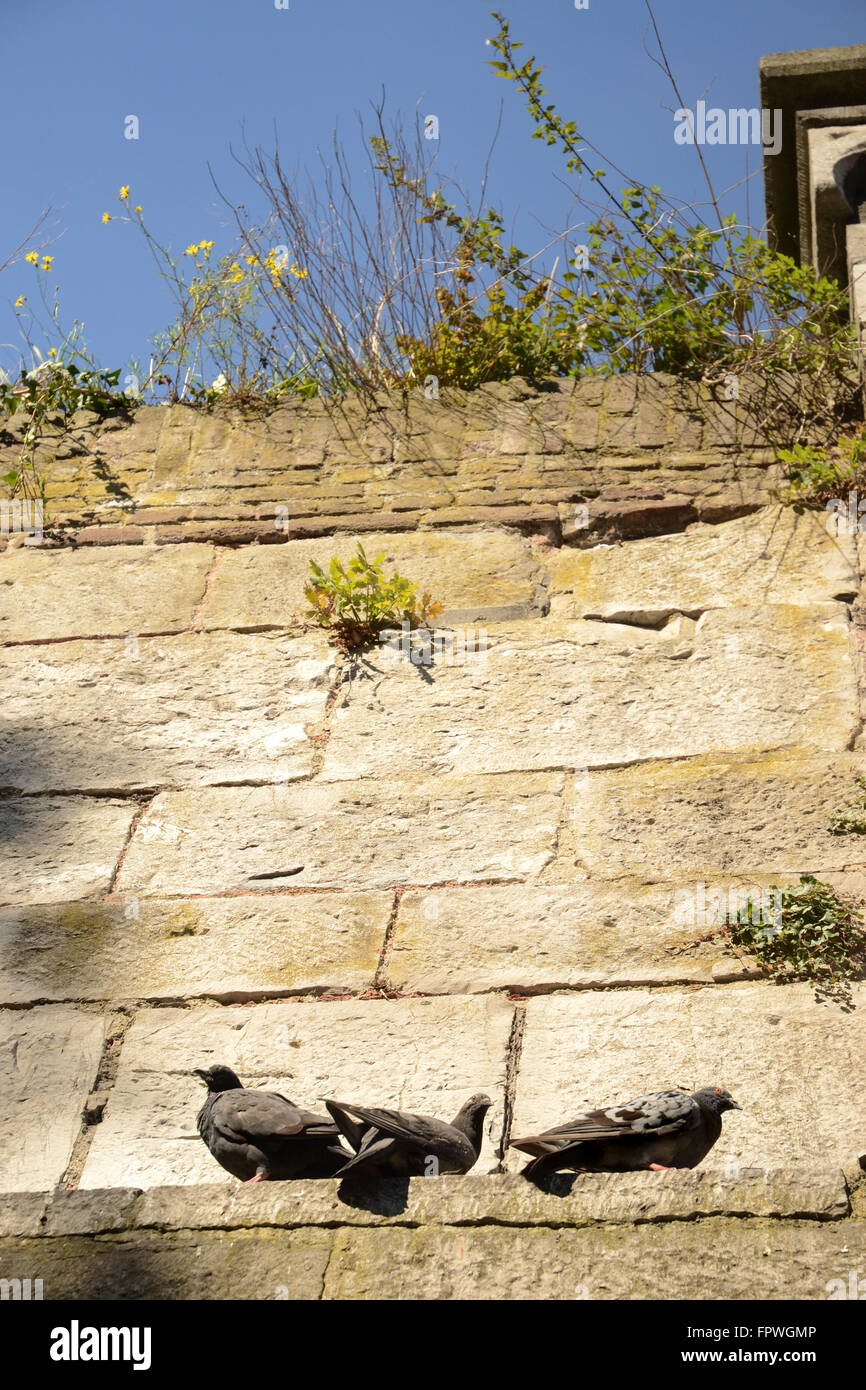 Wall ledge hi-res stock photography and images - Alamy