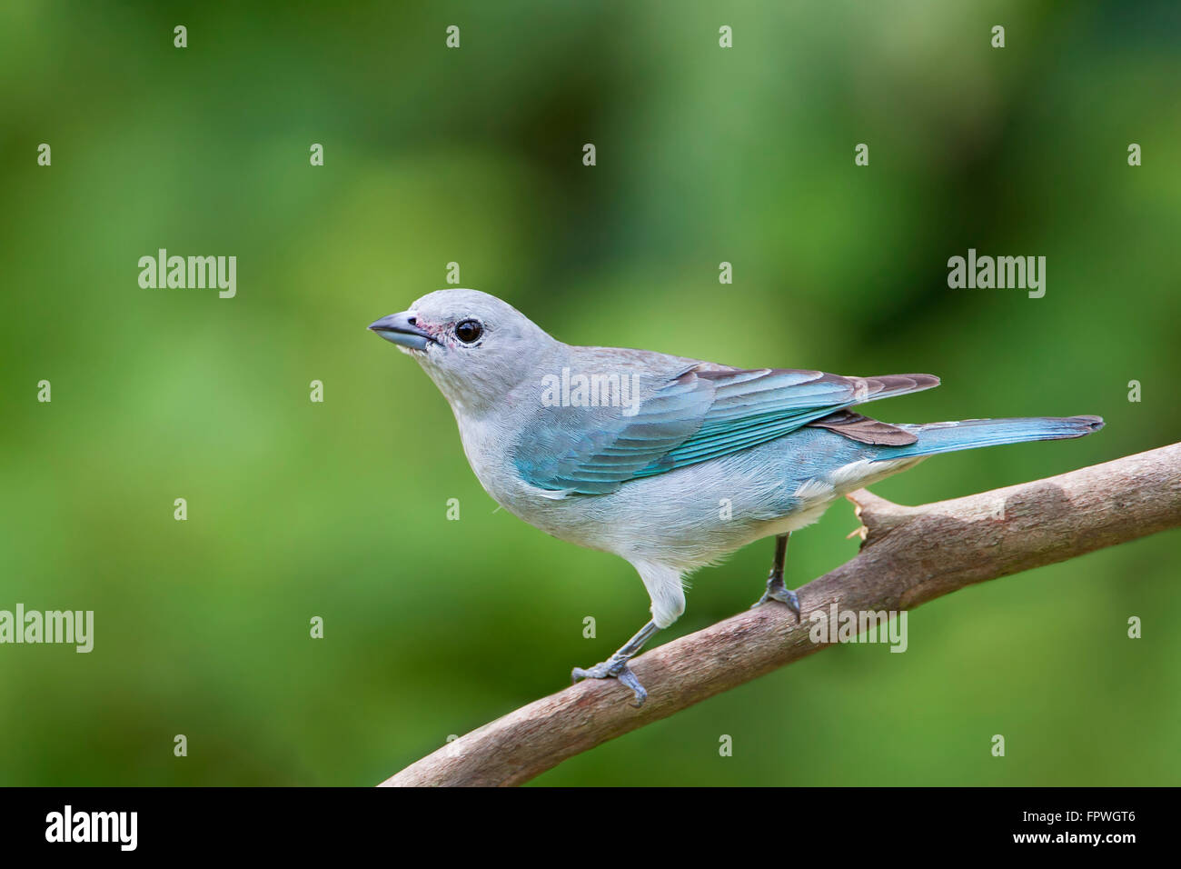 Sayaca Tanager (Thraupis sayaca) on branch in garden, Itanhaem, Brazil ...