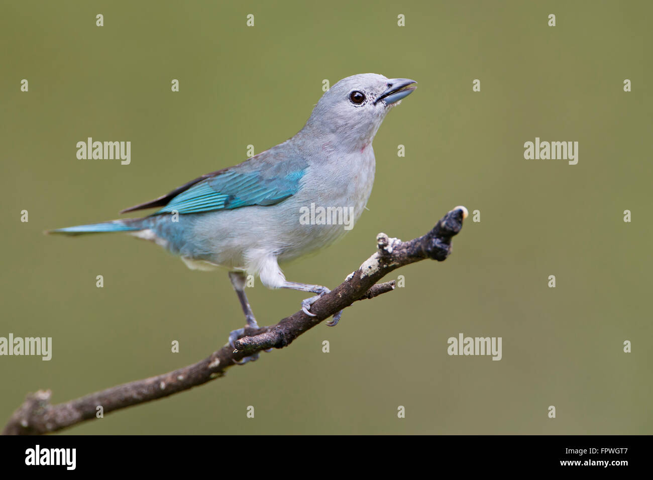 Sayaca Tanager (Thraupis sayaca) on branch in garden, Itanhaem, Brazil ...
