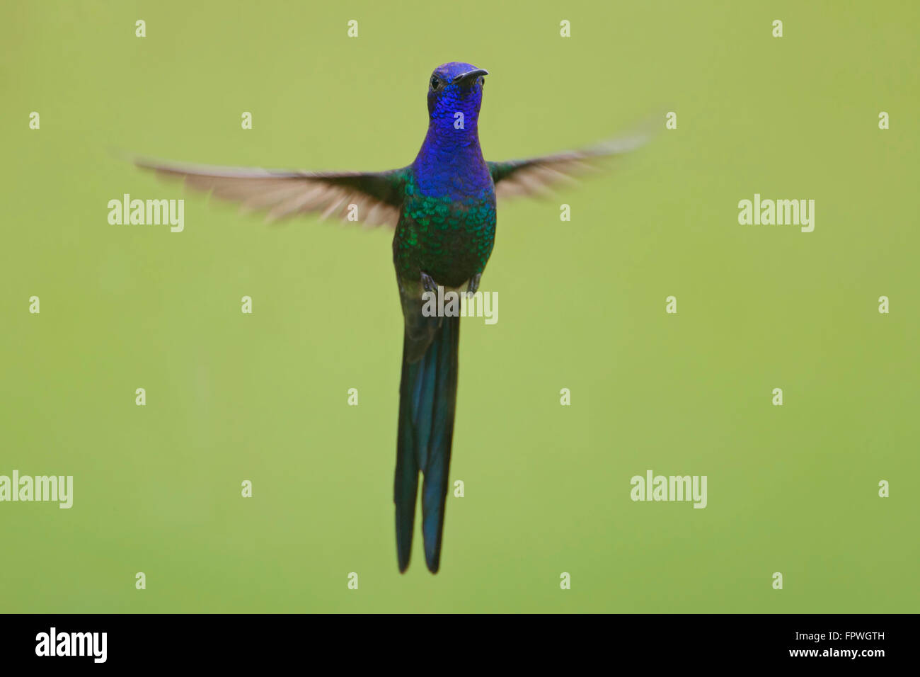 Swallow-tailed hummingbird (Eupetomena macroura) flying against clean ...