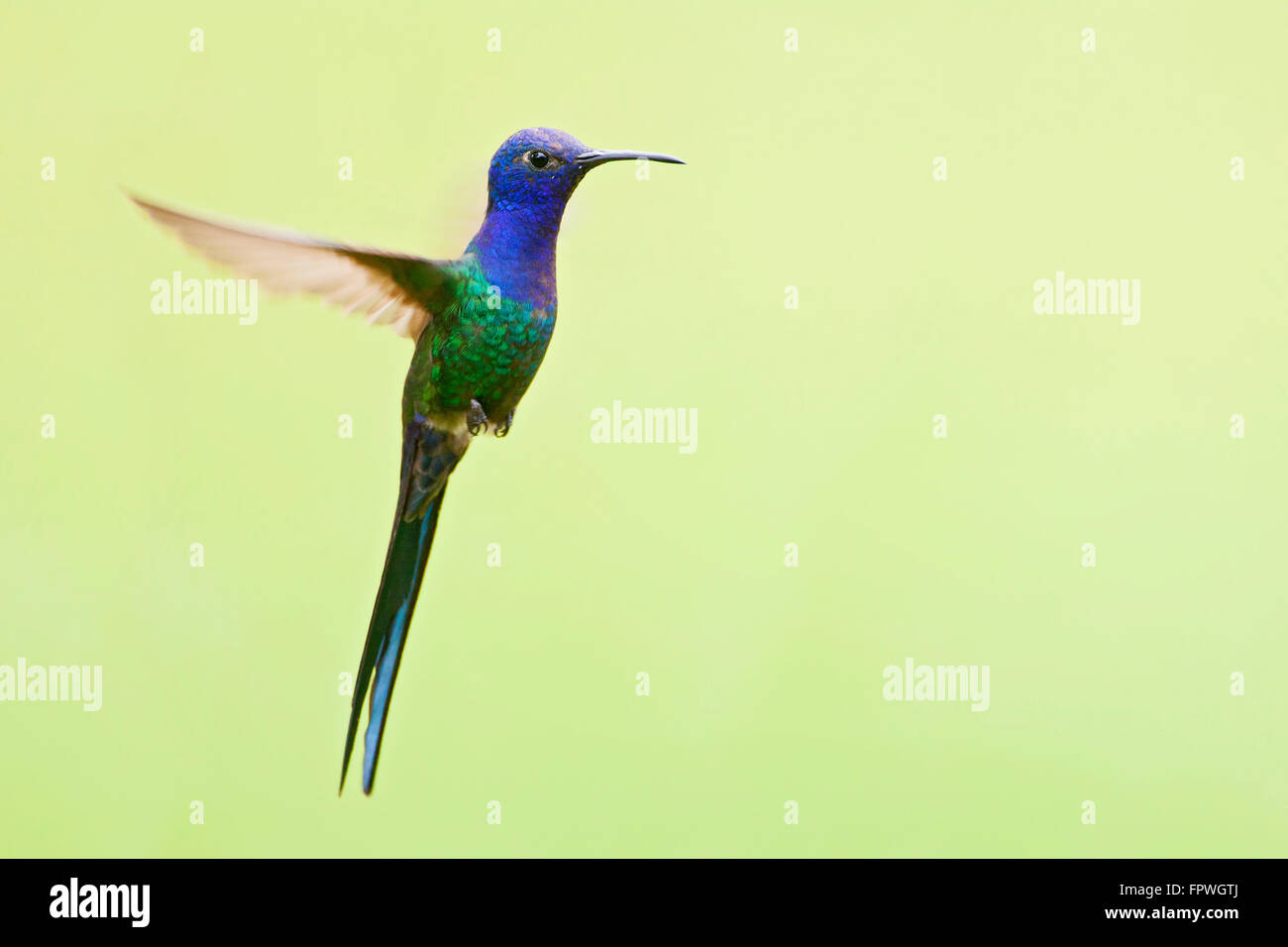 Swallow tailed hummingbird hi-res stock photography and images - Alamy