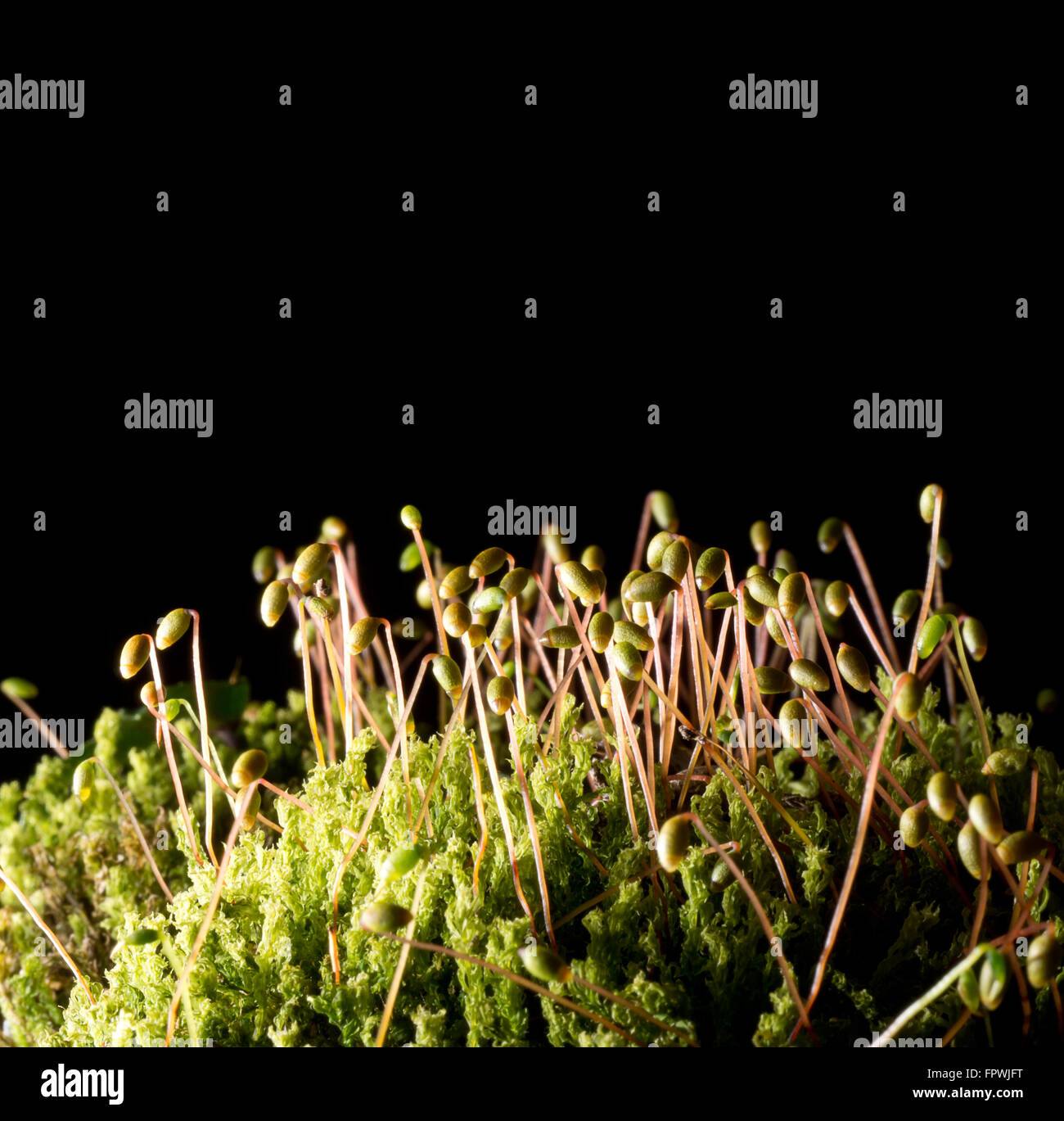 Moss macro hi-res stock photography and images - Alamy