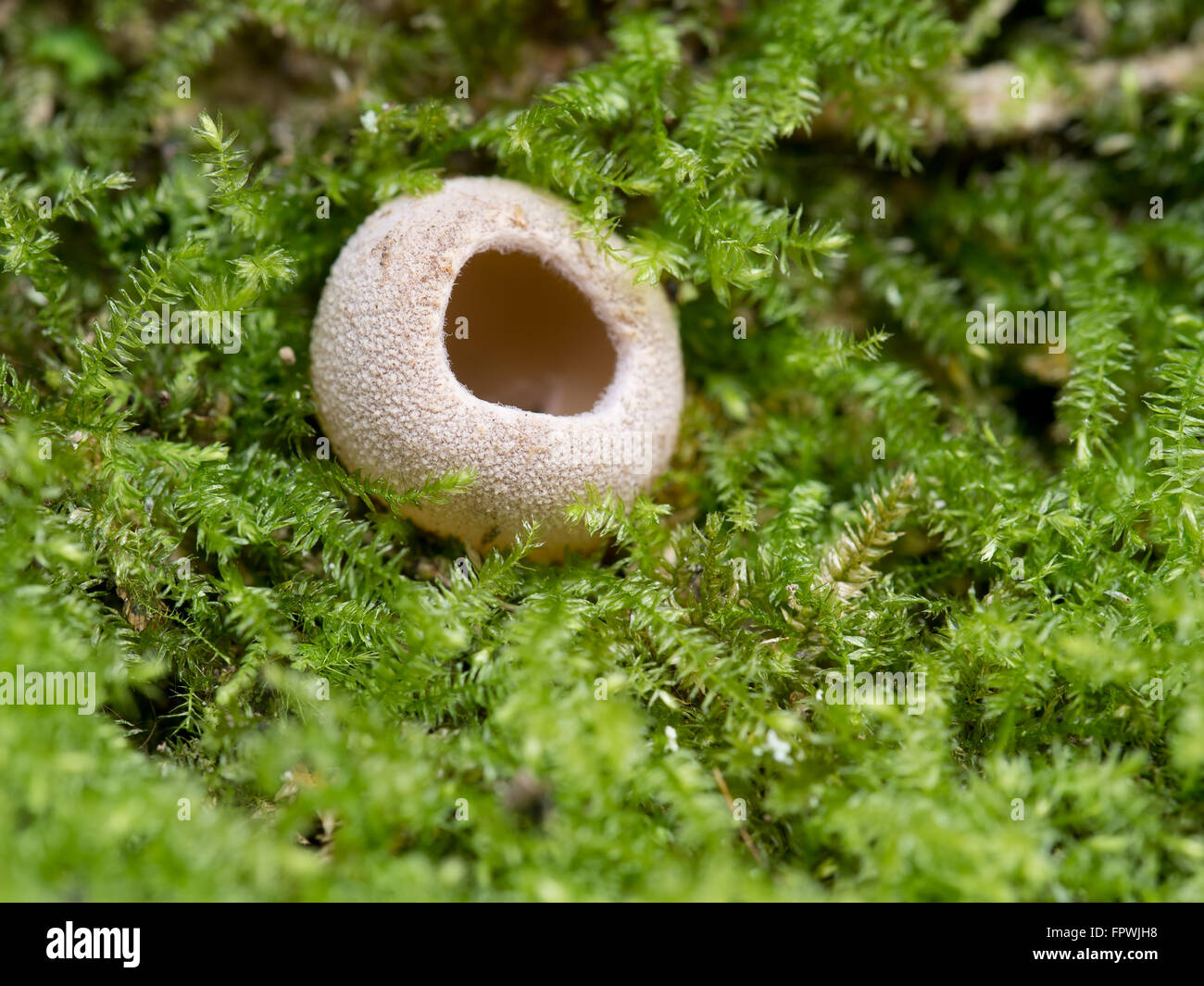 Cup fungus hi-res stock photography and images - Alamy