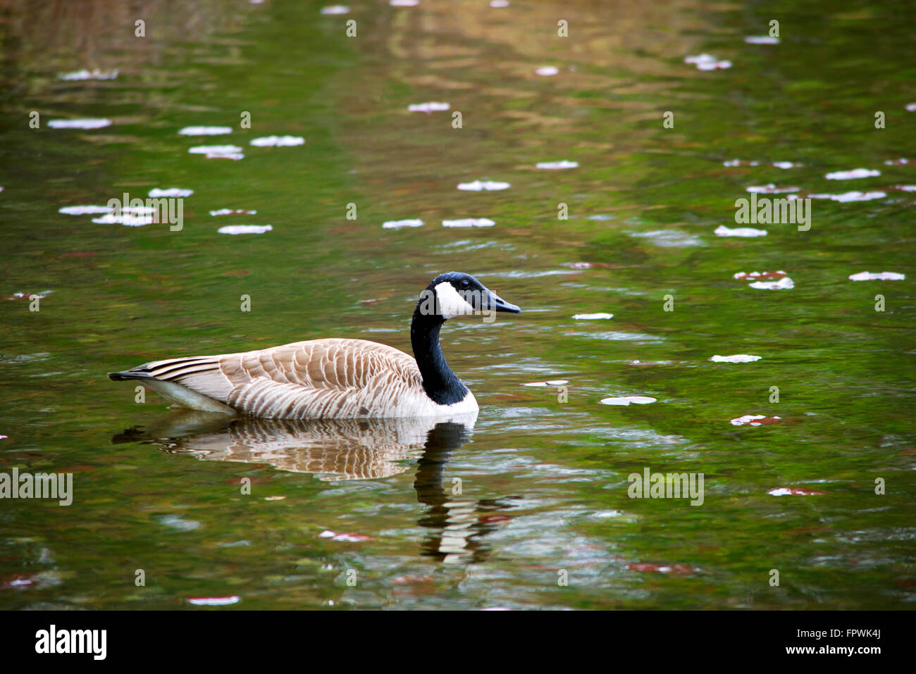Canada goose in profile hi-res stock photography and images - Alamy