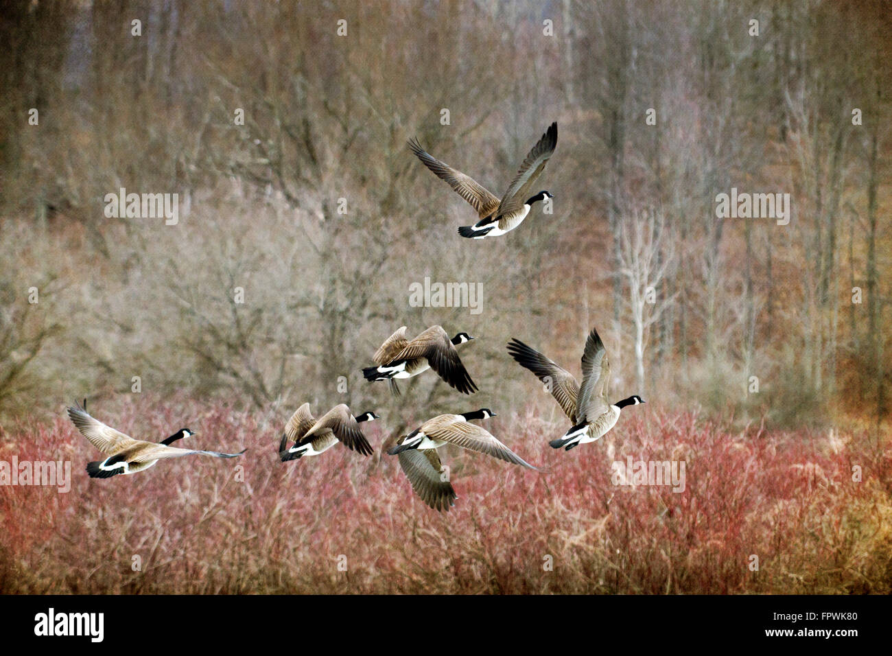 Animal migration to north america hi-res stock photography and images ...