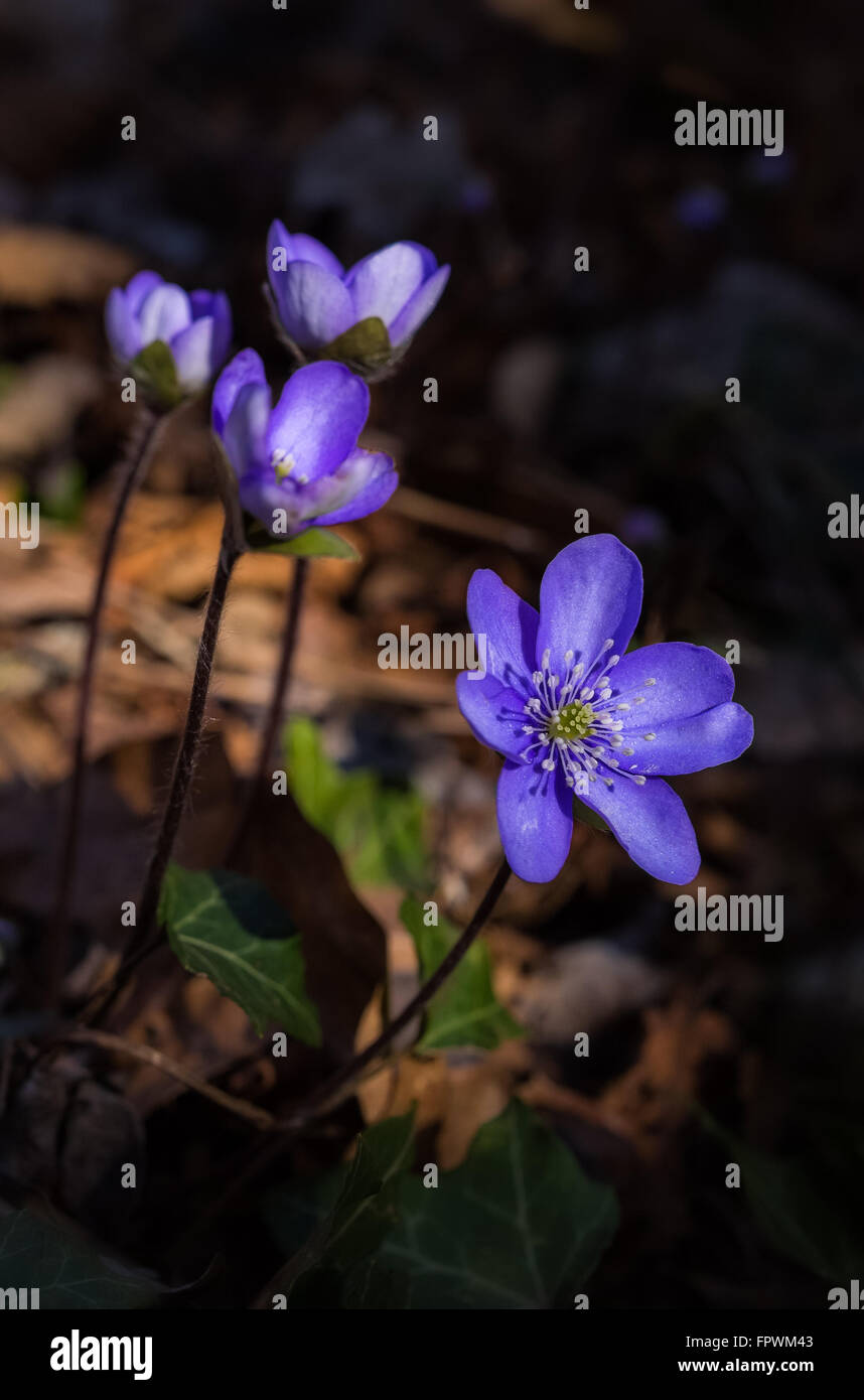 Liverwort flower (Anemone hepatica Stock Photo - Alamy