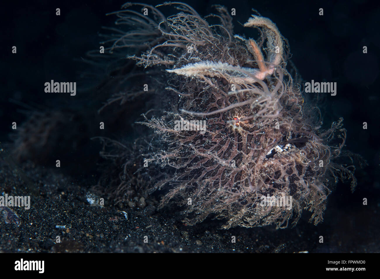 Pacific ocean antennariidae hi-res stock photography and images - Alamy