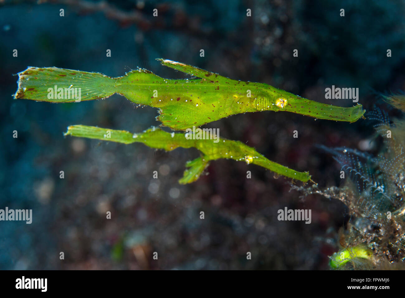A pair of robust ghost pipefish (Solenostomus cyanopterus) hover above ...