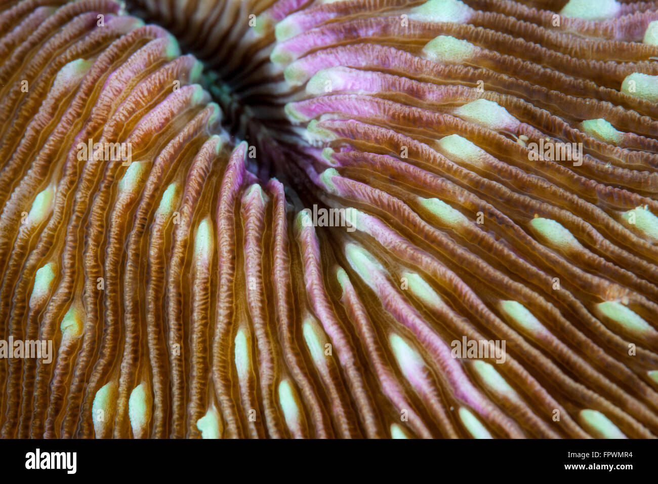 Detail of a mushroom coral (Fungia sp.) growing on a reef in Indonesia ...