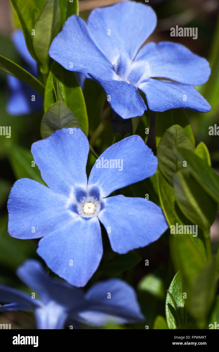 Vinca Plants High Resolution Stock Photography and Images - Alamy
