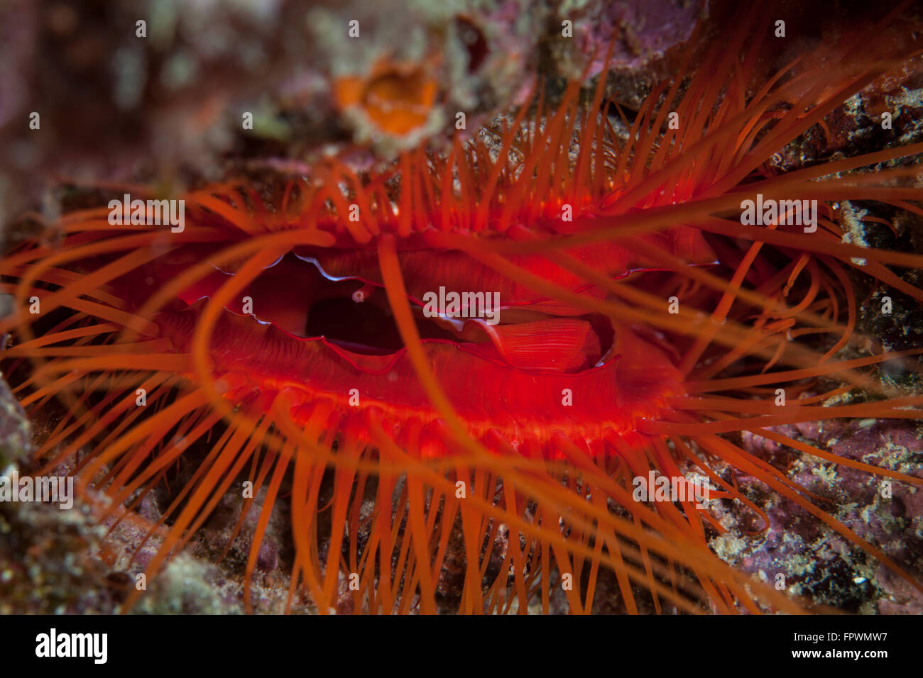 A disco clam (Ctenoides ales) grows on a reef near the island of ...