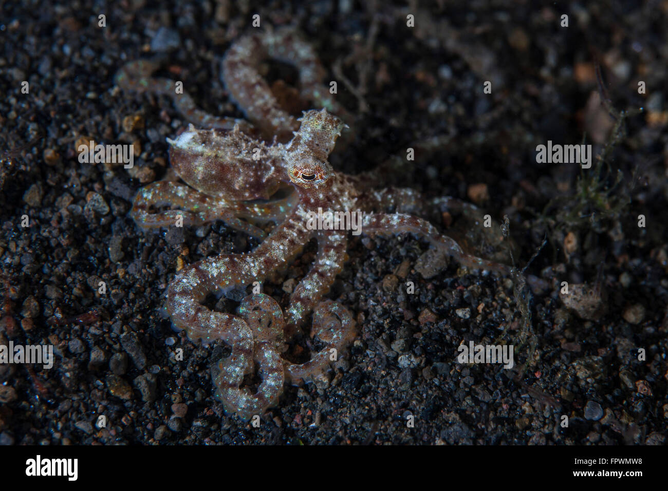 Octopus octopus sp hi-res stock photography and images - Alamy