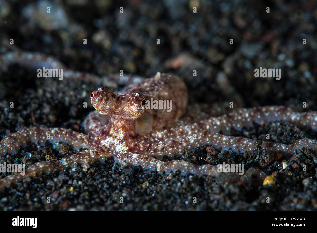 Lesser octopus hi-res stock photography and images - Alamy