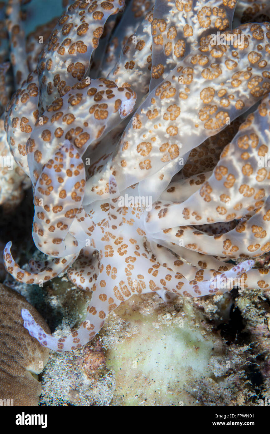 Solar powered sea slugs hi-res stock photography and images - Alamy