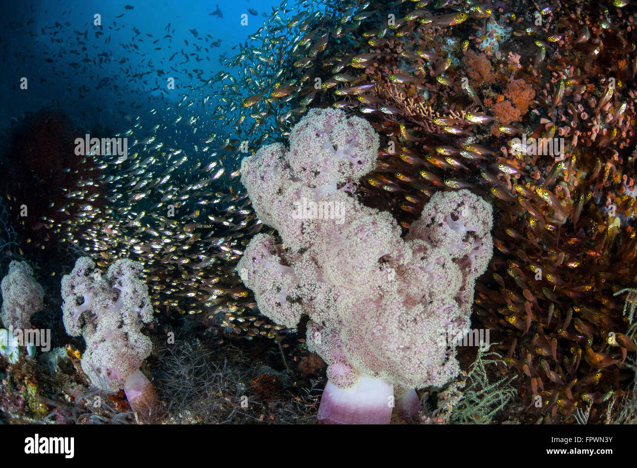 Golden sweepers surround soft corals in Komodo National Park, Indonesia ...
