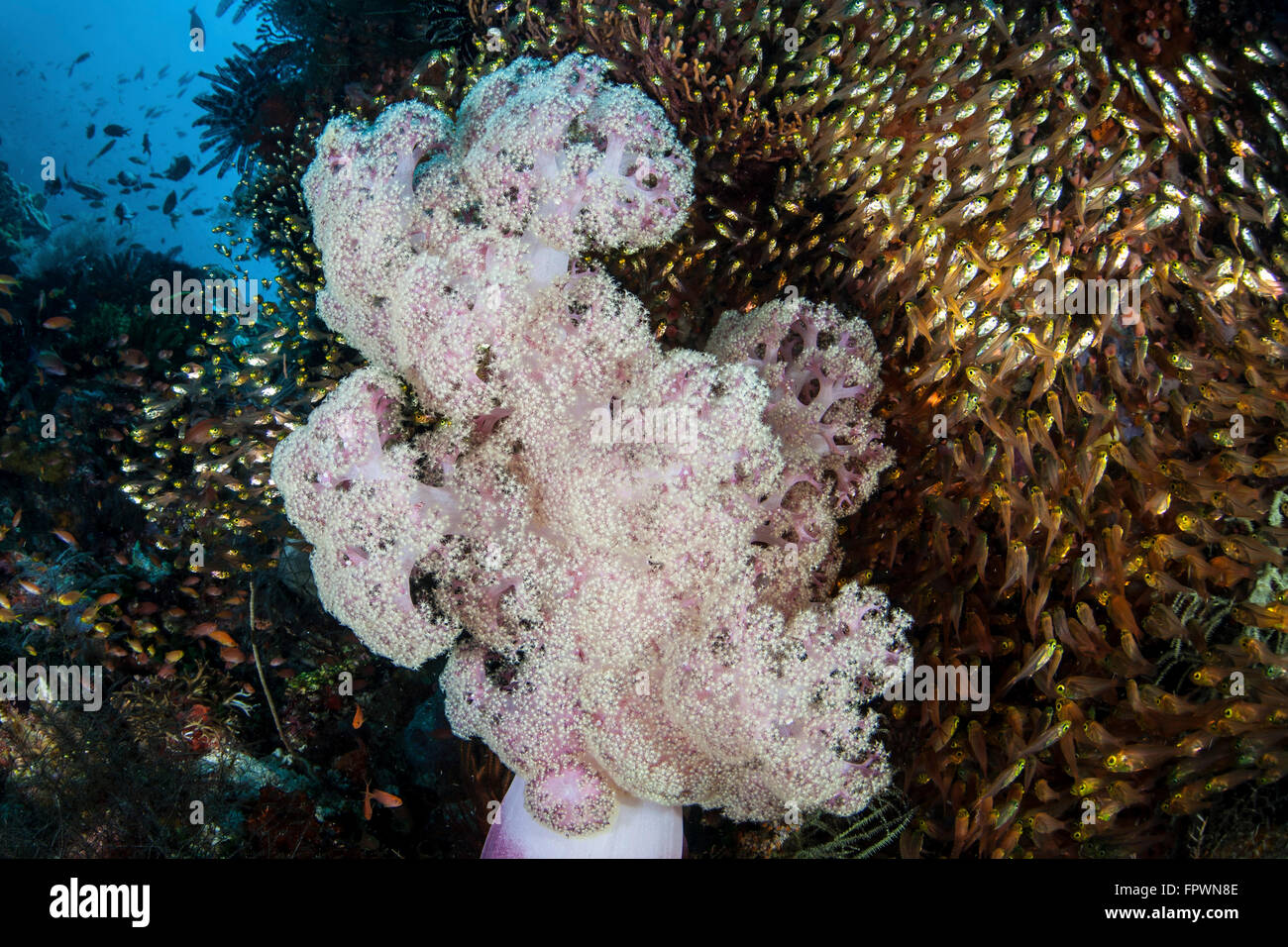 Golden sweepers surround a soft coral colony in Komodo National Park ...