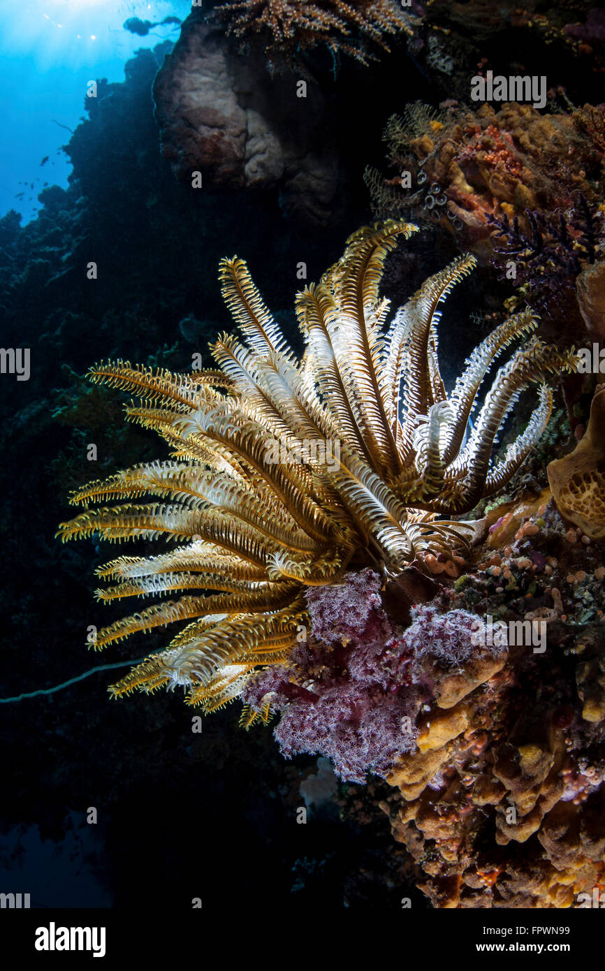 A colorful crinoid clings to a coral reef slope in Komodo National Park ...