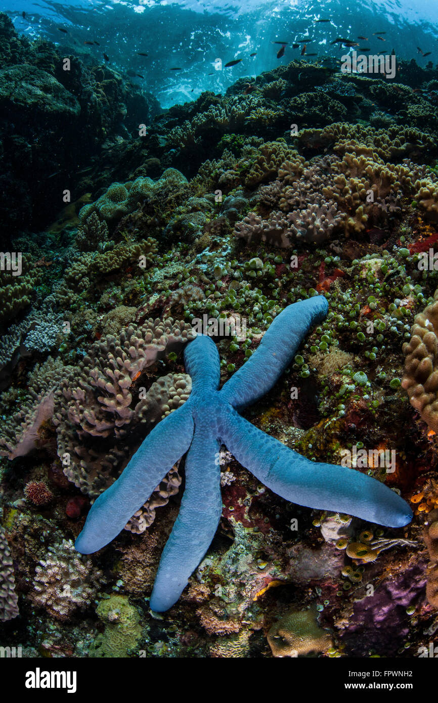 A blue starfish (Linckia laevigata) clings to a reef in Komodo National ...