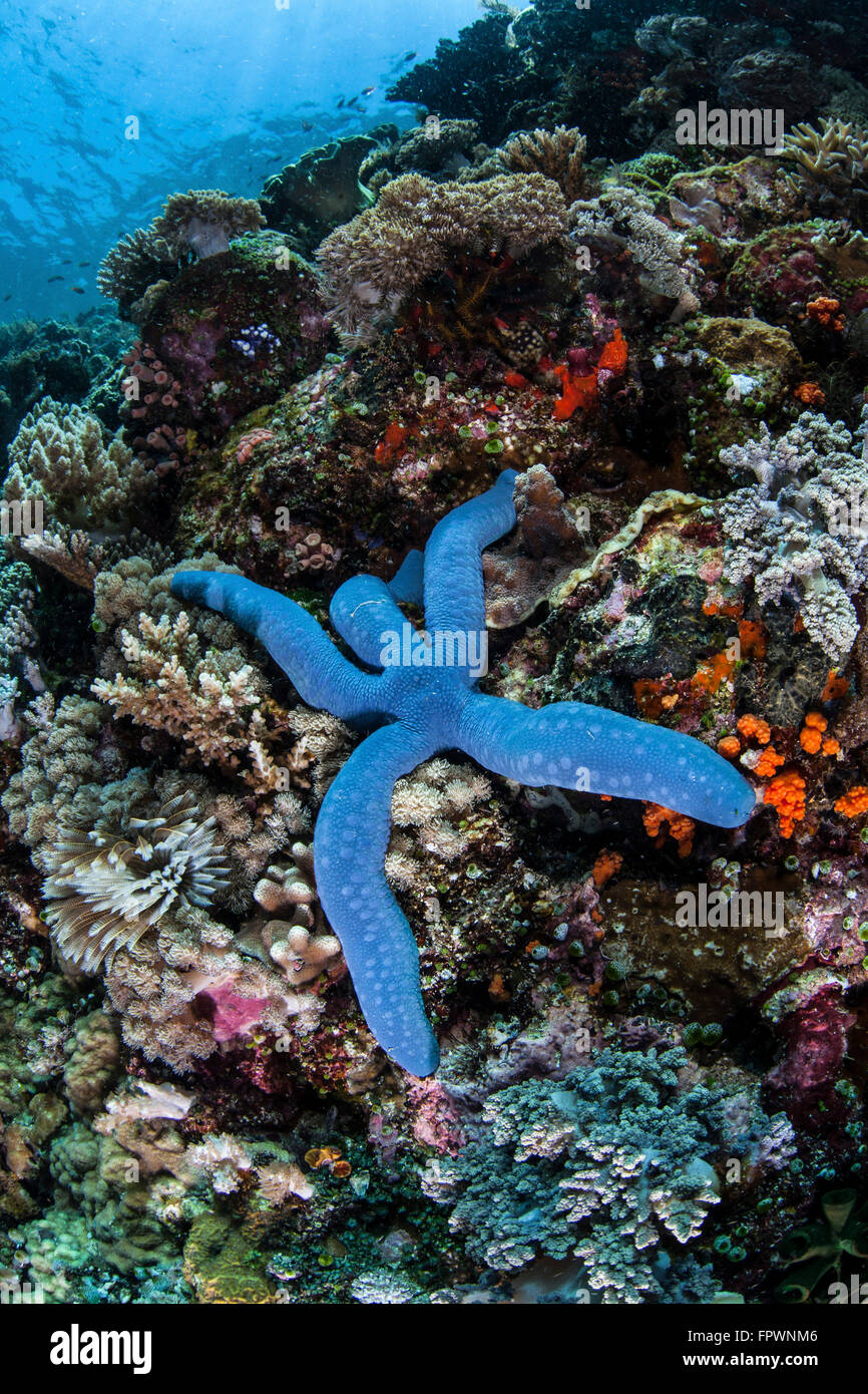 Zoology animals echinoderm starfish asteroidea hi-res stock photography ...