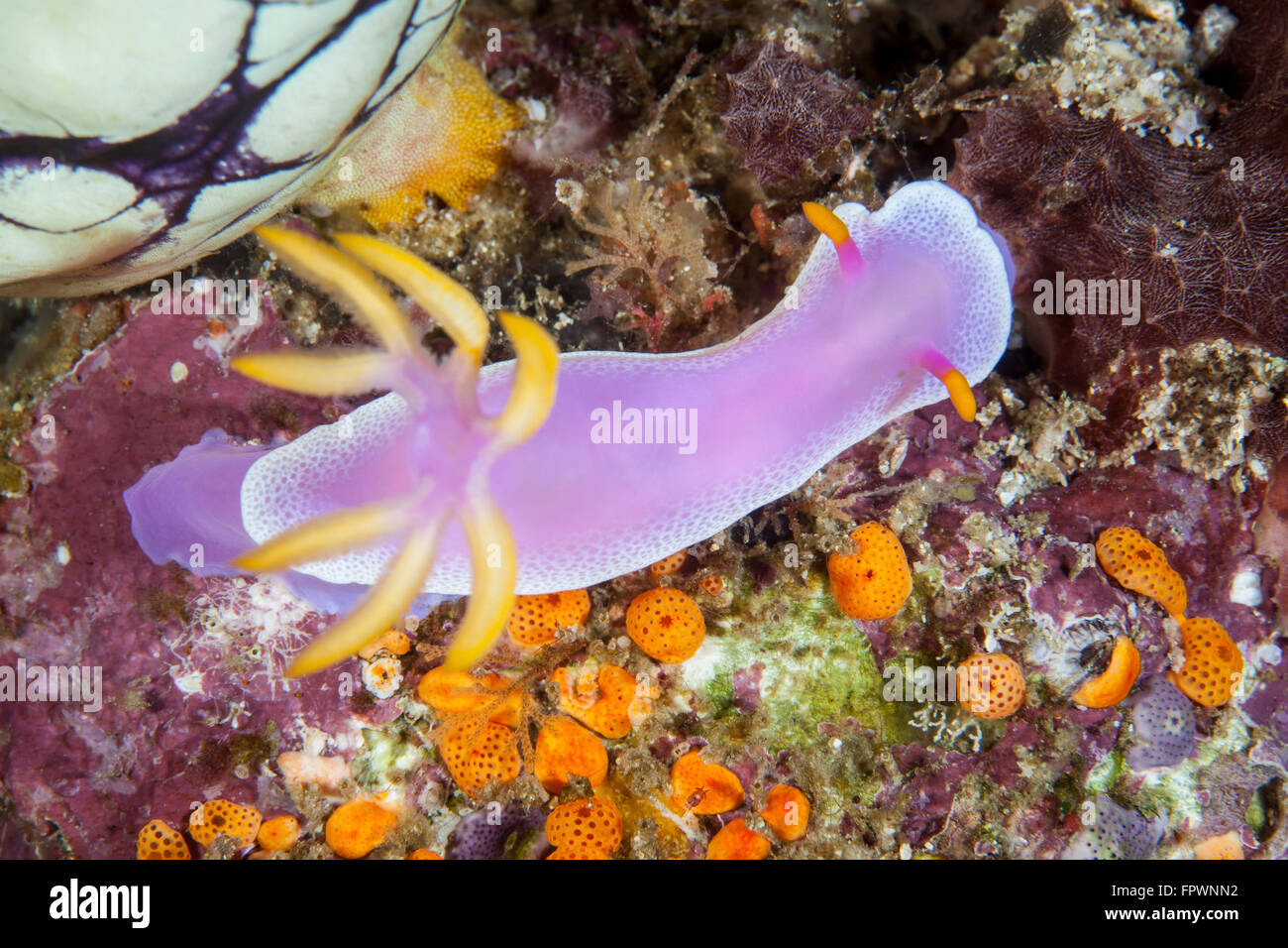 A beautiful nudibranch (Hypselodoris bullocki) crawls slowly across a ...