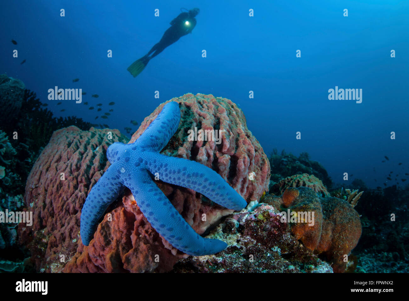 A blue starfish (Linckia laevigata) clings to barrel sponge in Komodo ...