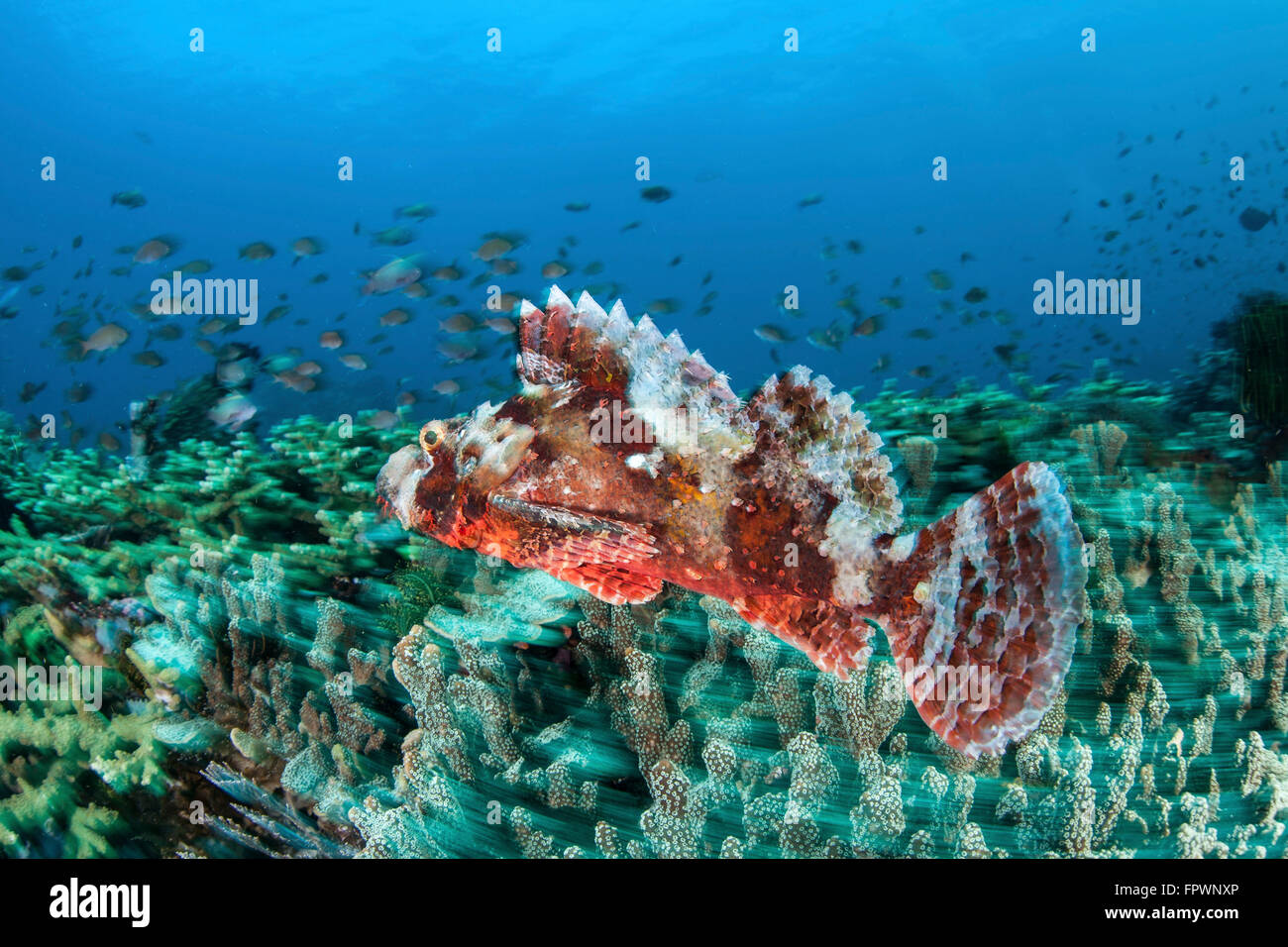 Venomous scorpionfish hi-res stock photography and images - Alamy