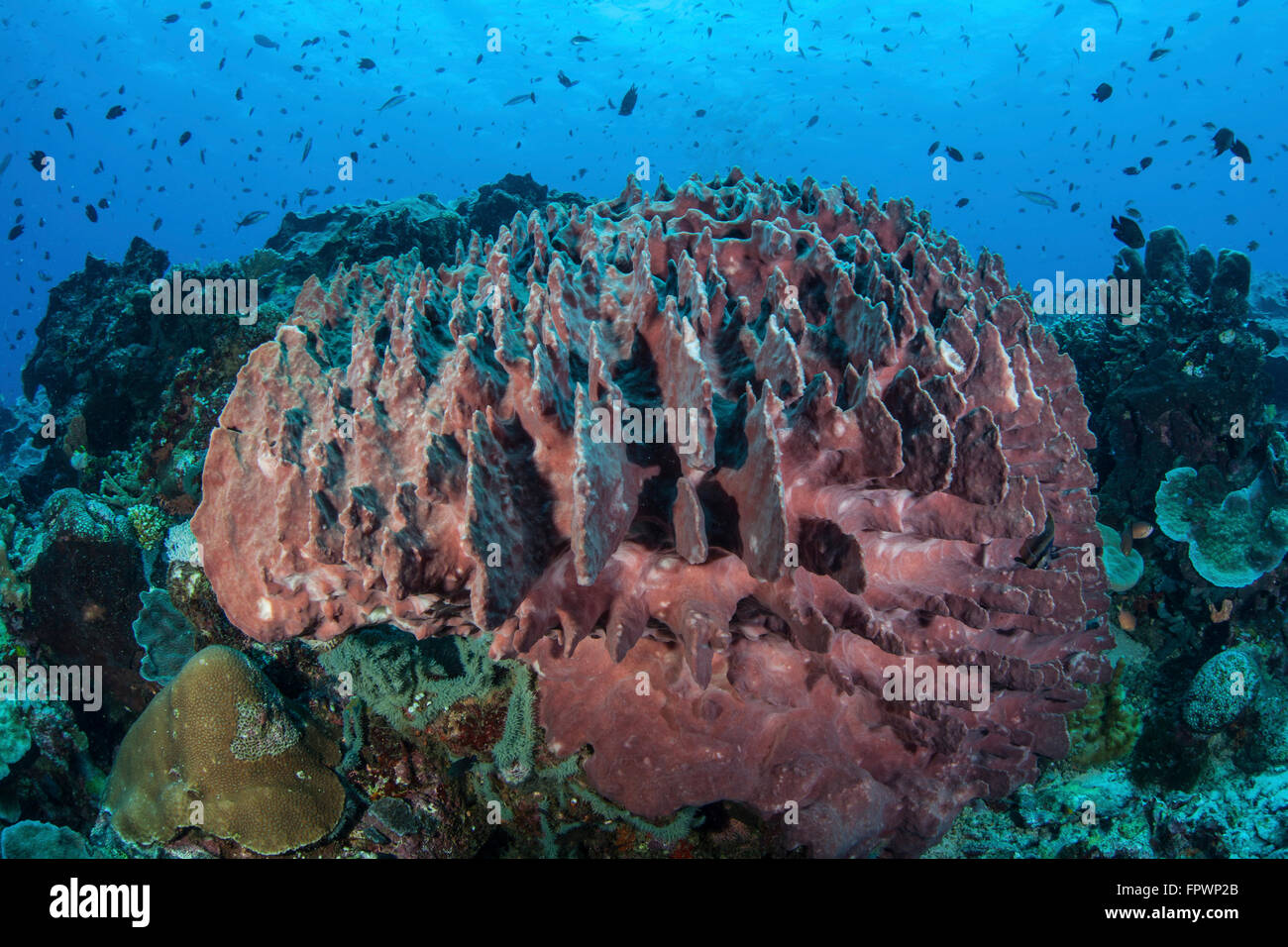 Massive coral hi-res stock photography and images - Alamy