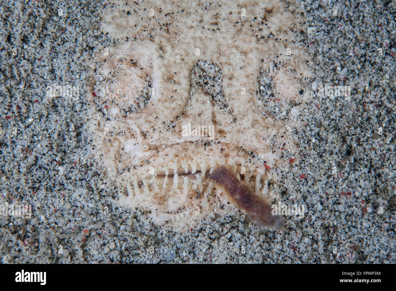 A stargazer fish (Uranoscopus sulphureus) camouflages itself in sand in ...