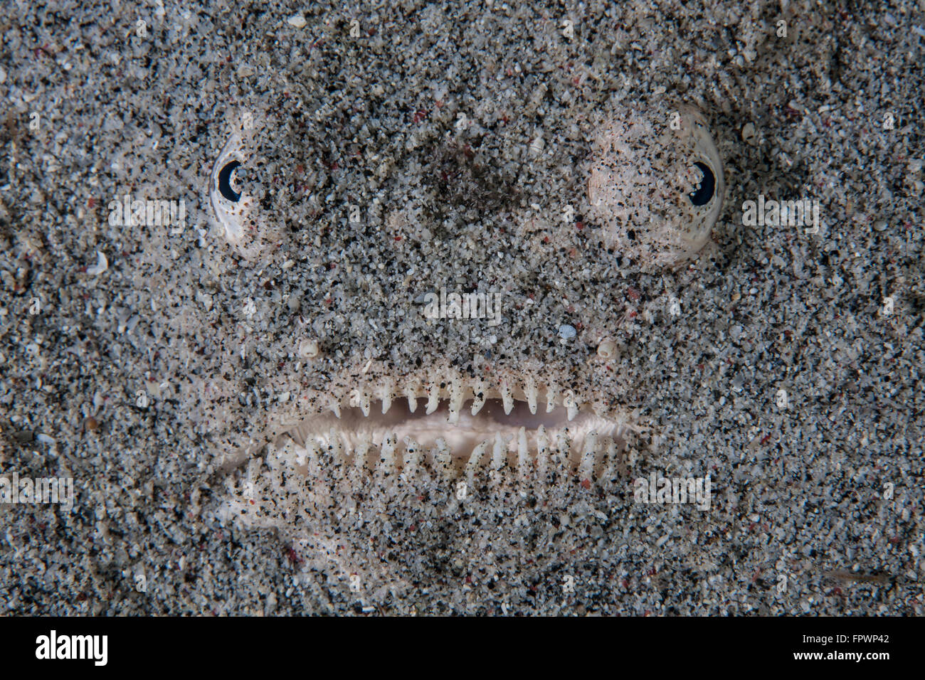 A stargazer fish (Uranoscopus sulphureus) camouflages itself in sand in ...