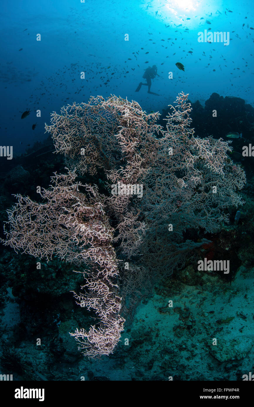 A huge gorgonian grows on a healthy reef in Komodo National Park ...