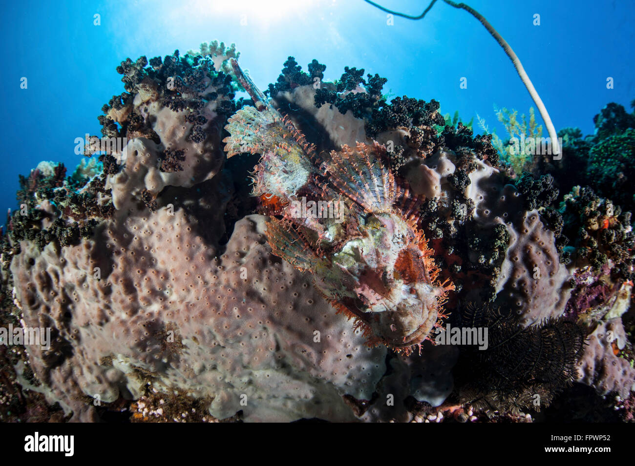 A scorpionfish lays on a coral reef near the island of Sulawesi ...