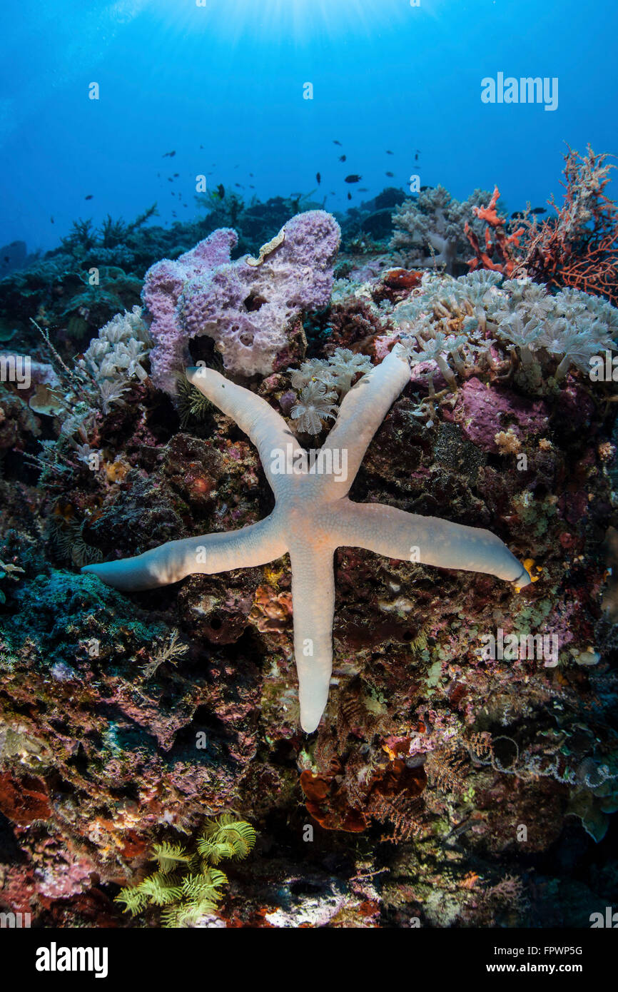 Diverse reef hi-res stock photography and images - Alamy