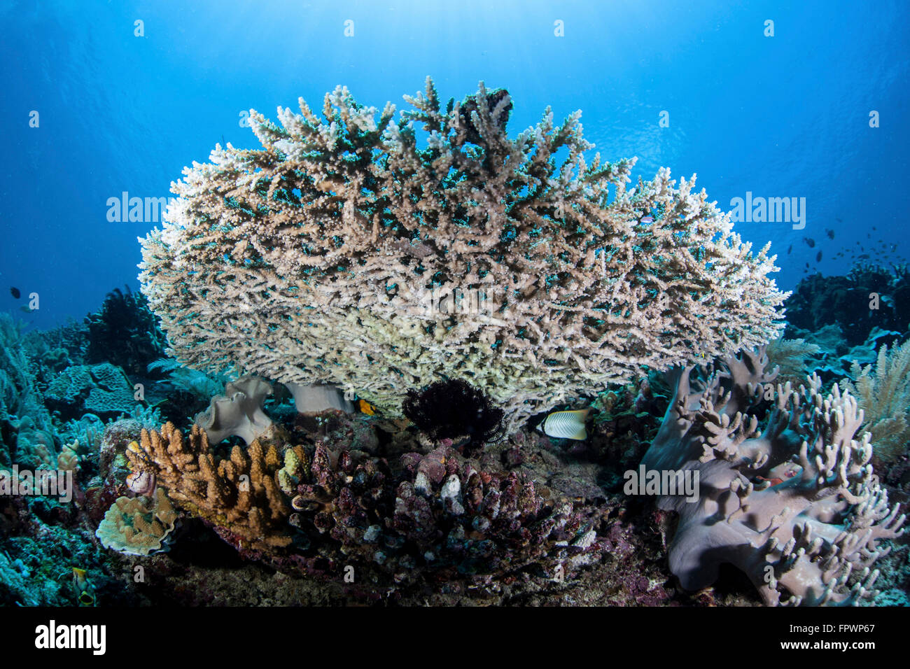 Tabling Acropora Aquarium