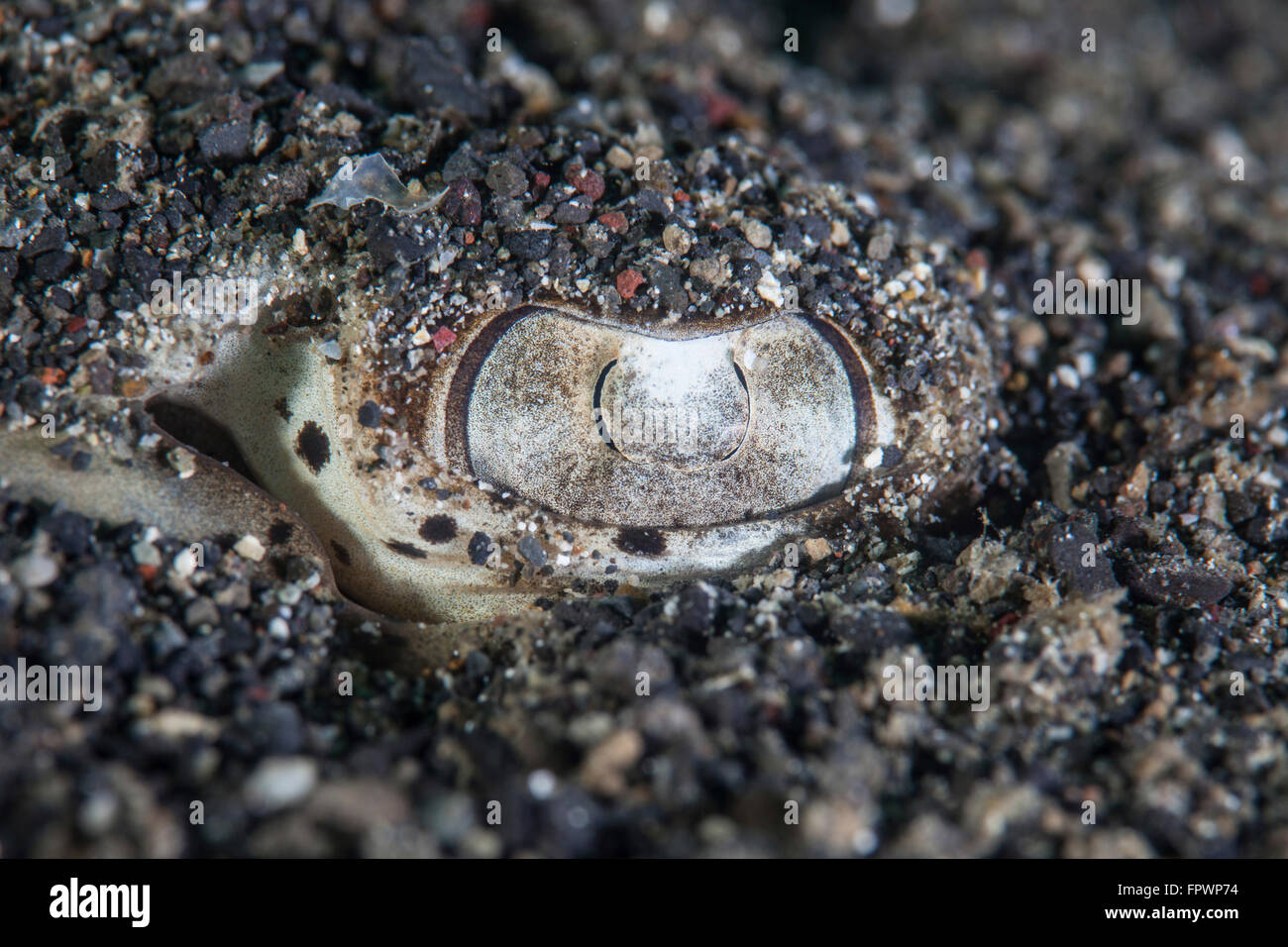 The eye of a bluespotted stingray (Neotrygon kuhlii) peers near the ...