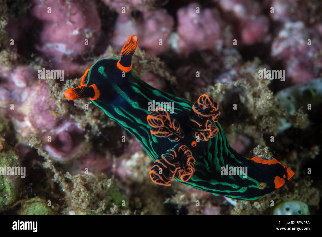 Green nudibranch hi-res stock photography and images - Alamy