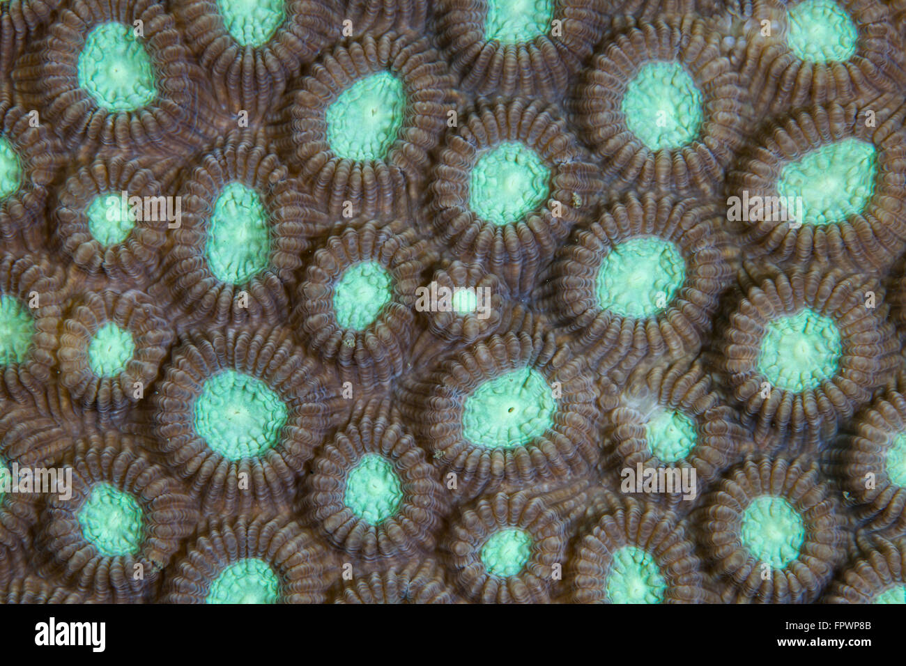 Anatomy of a coral polyp hi-res stock photography and images - Alamy
