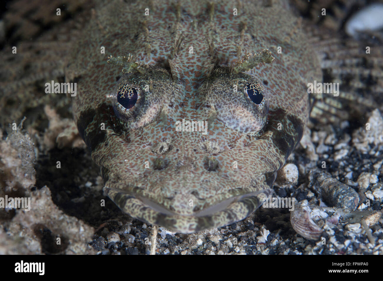 Carbunculus hi-res stock photography and images - Alamy