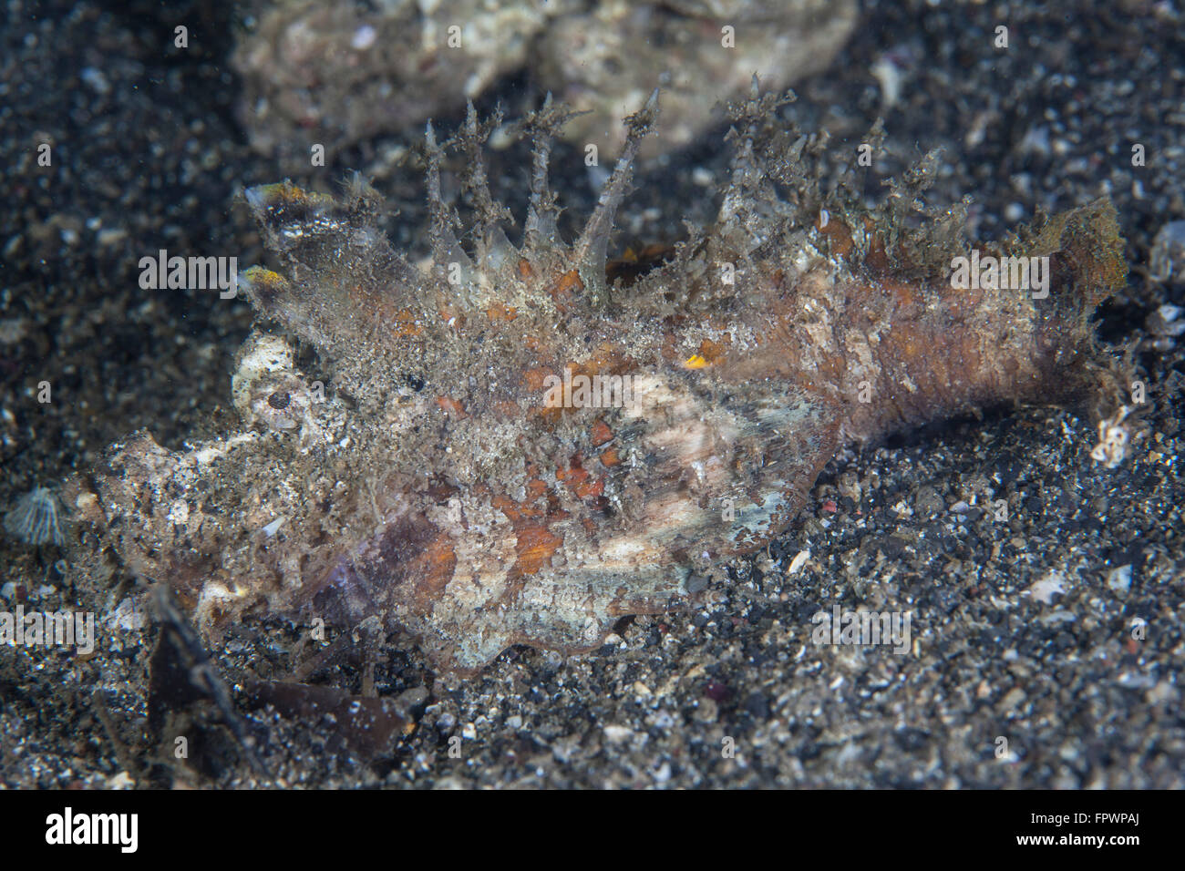A highly venomous and well-camouflaged spiny devilfish (Inimicus ...
