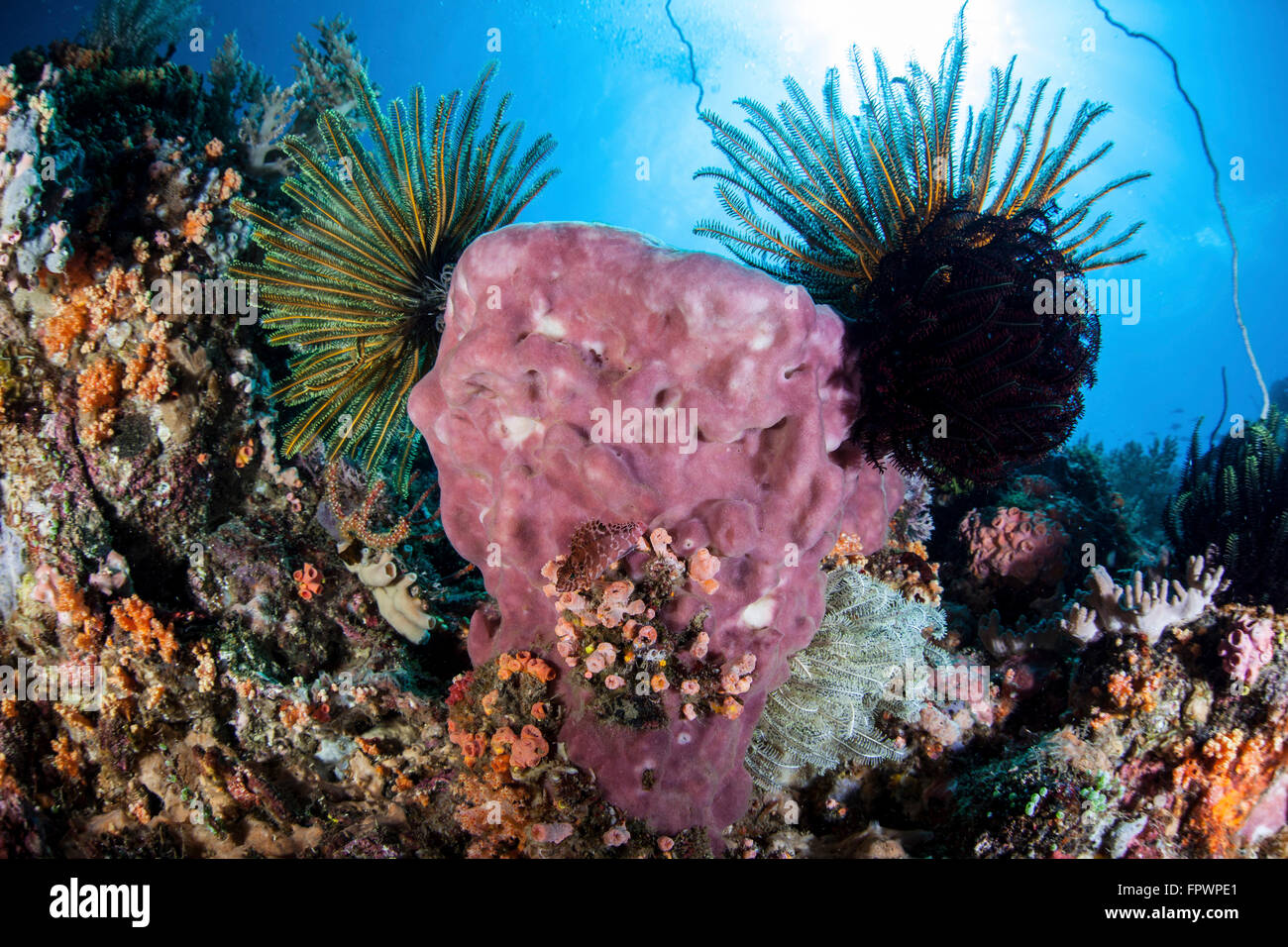 Crinoids cling to a large sponge on a healthy coral reef near the ...
