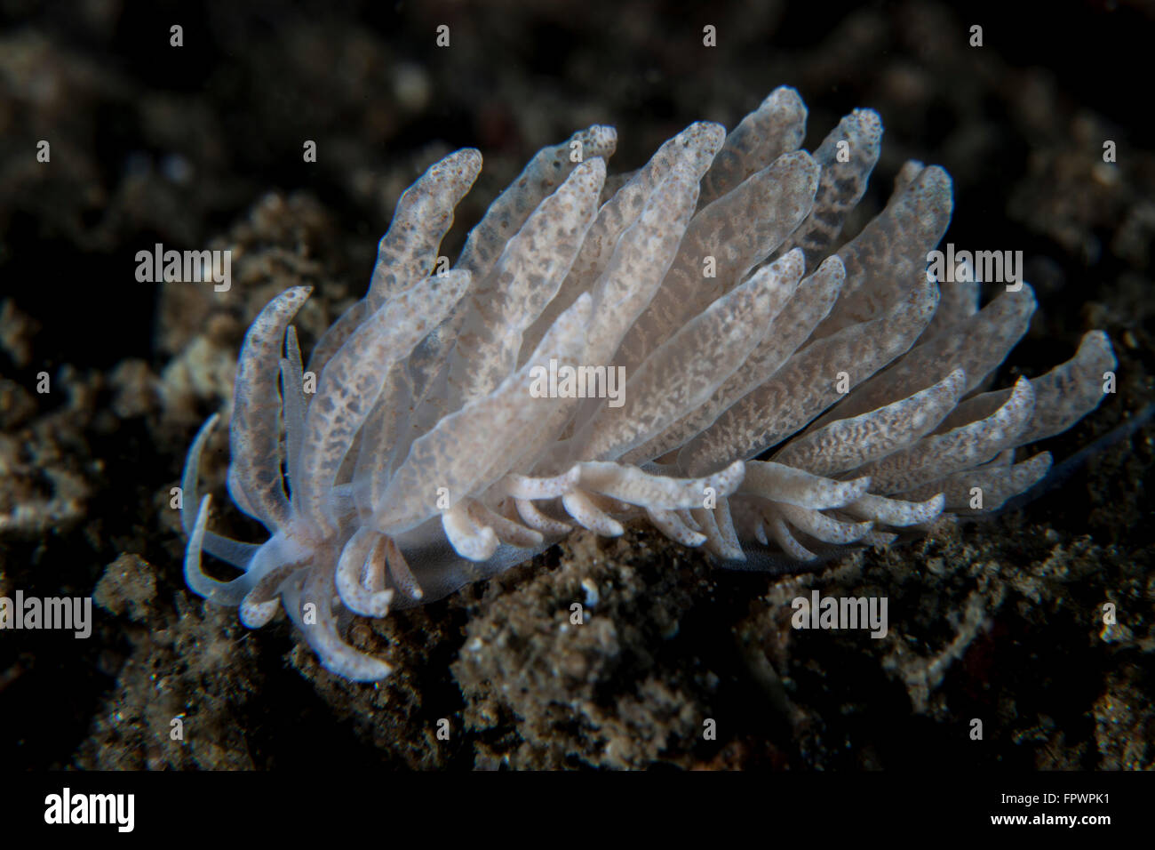 A small solar-powered nudibranch (Phyllodesmium sp.) crawls across the ...