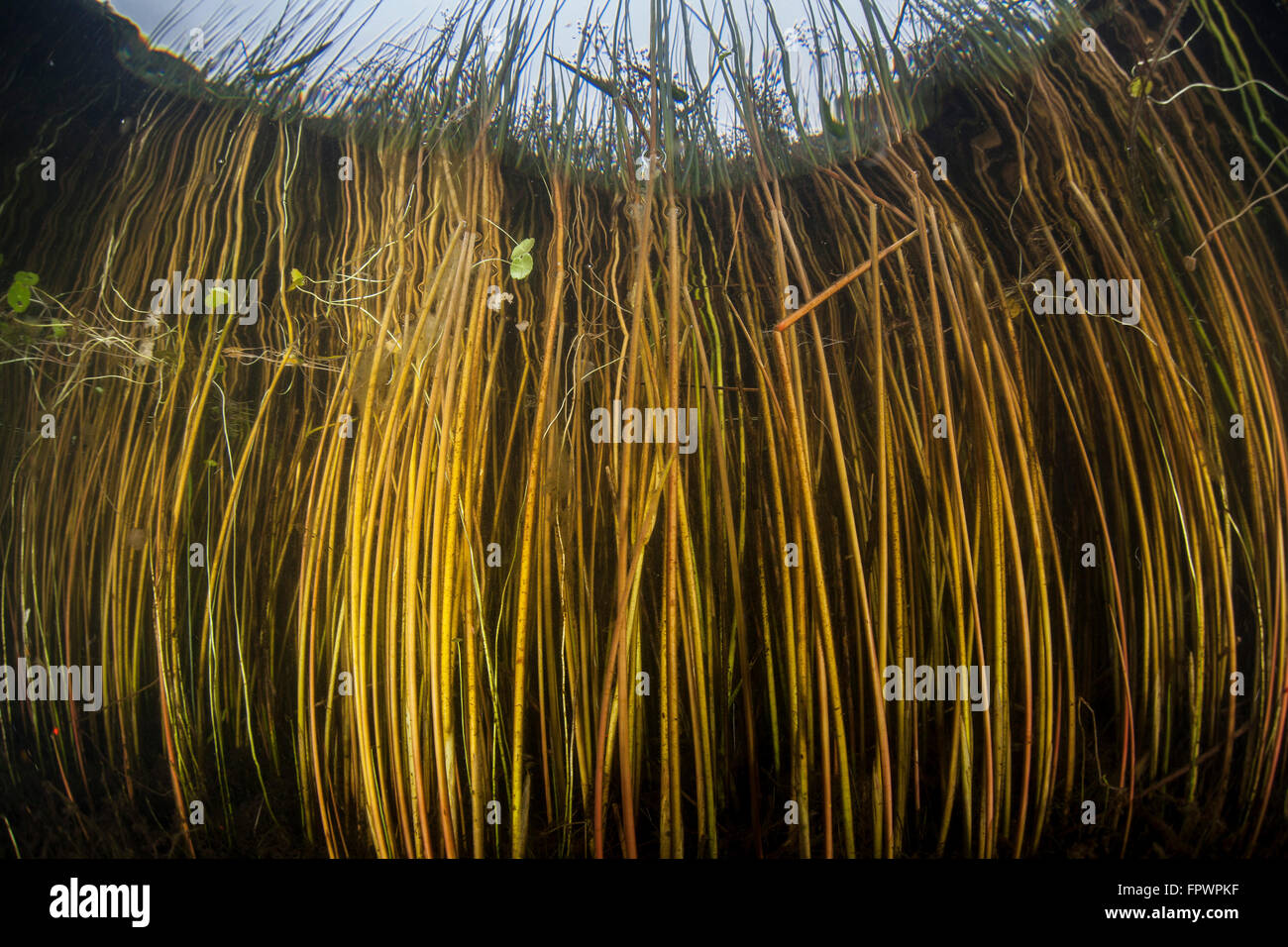 Colorful reeds grow to the surface along the shallow edge of a ...