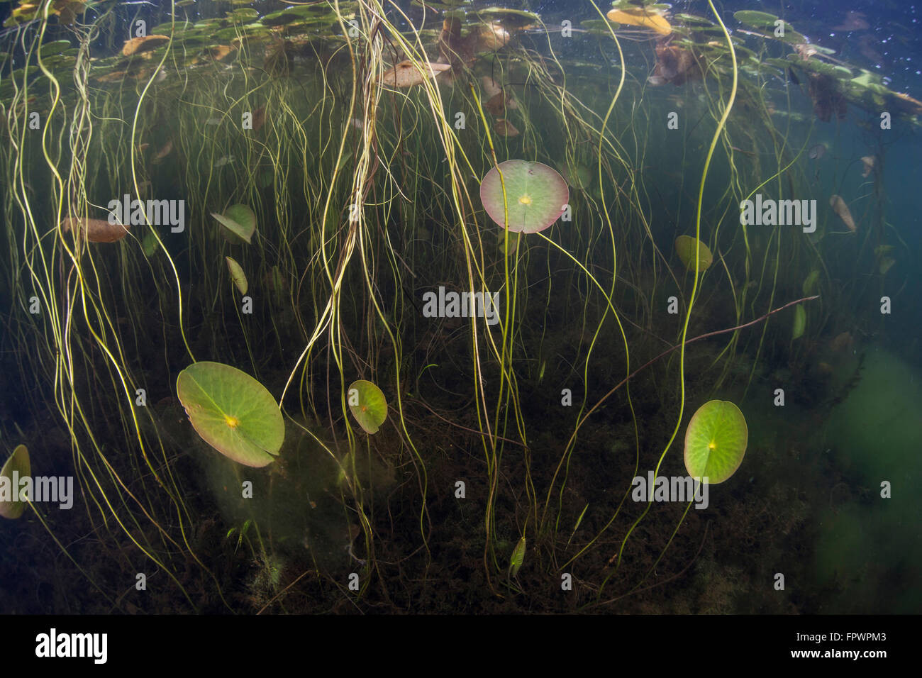 Lily pads in freshwater hi-res stock photography and images - Alamy