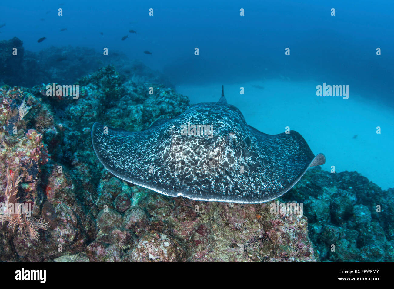 A large black-blotched stingray (Taeniura meyeni) swims in deep water ...