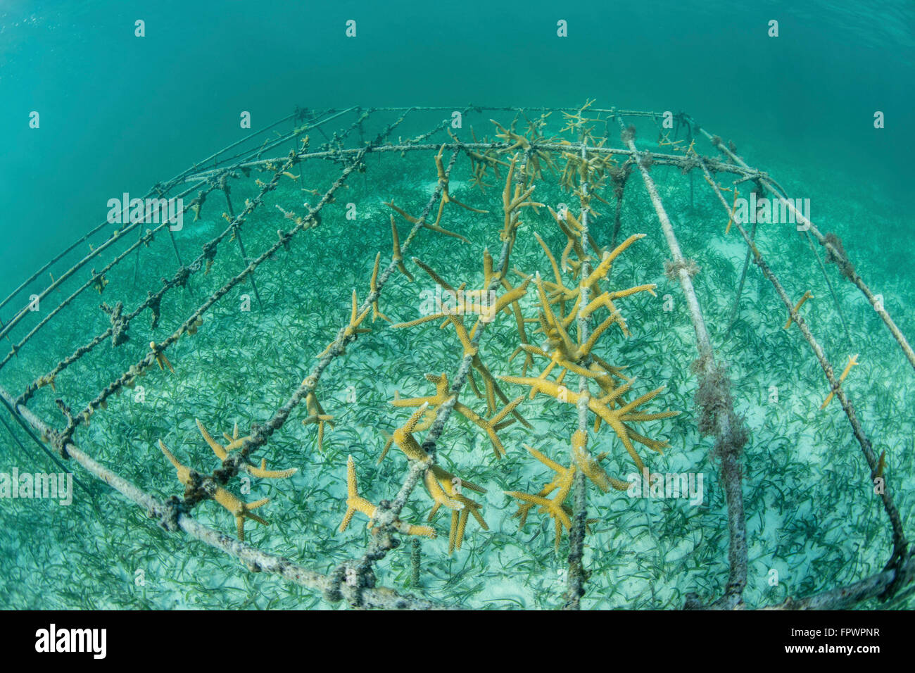Fast-growing corals (Acropora sp.) are being grown by scientists in the ...