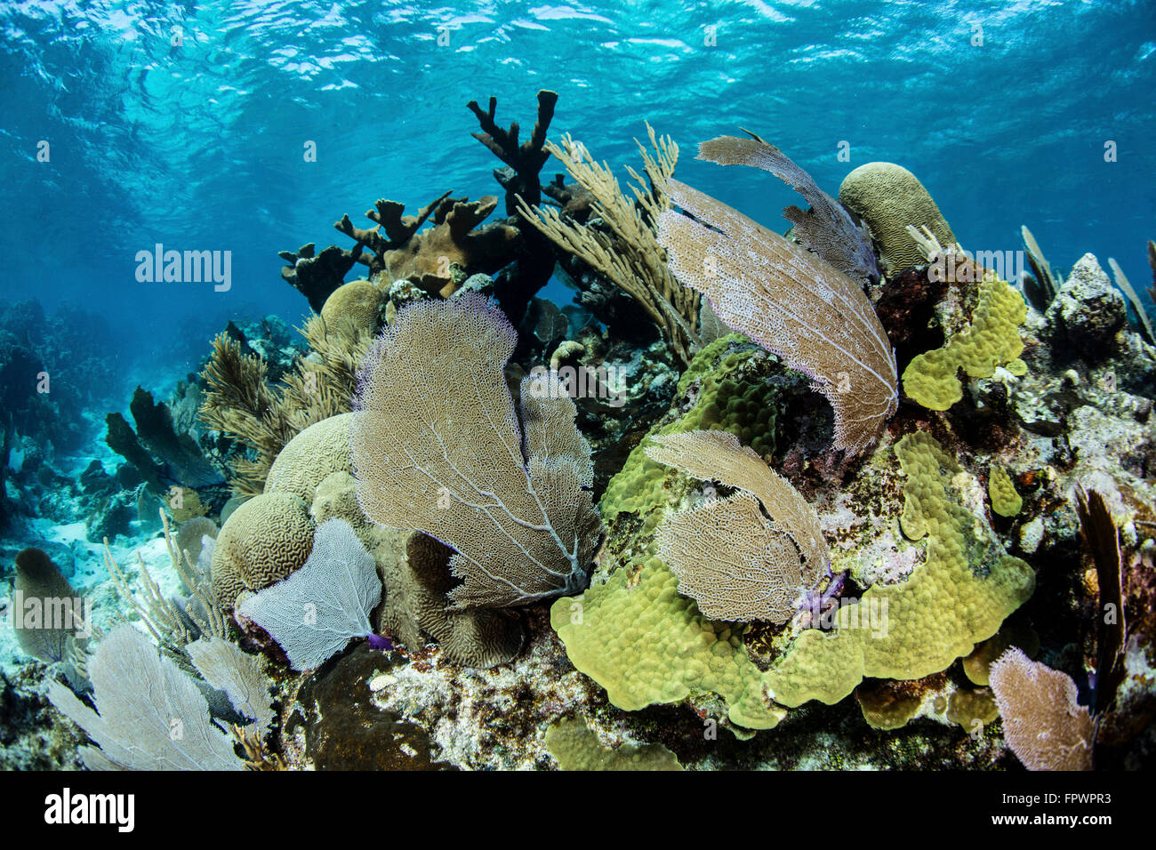 A colorful set of gorgonians, reef-building corals, and other ...