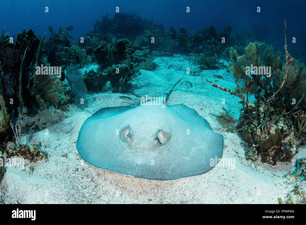 Large stingray hi-res stock photography and images - Alamy