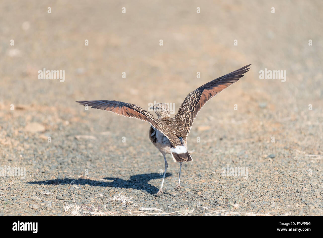 A double-banded courser, Smutsornis africanus or Rhinoptilus africanus ...