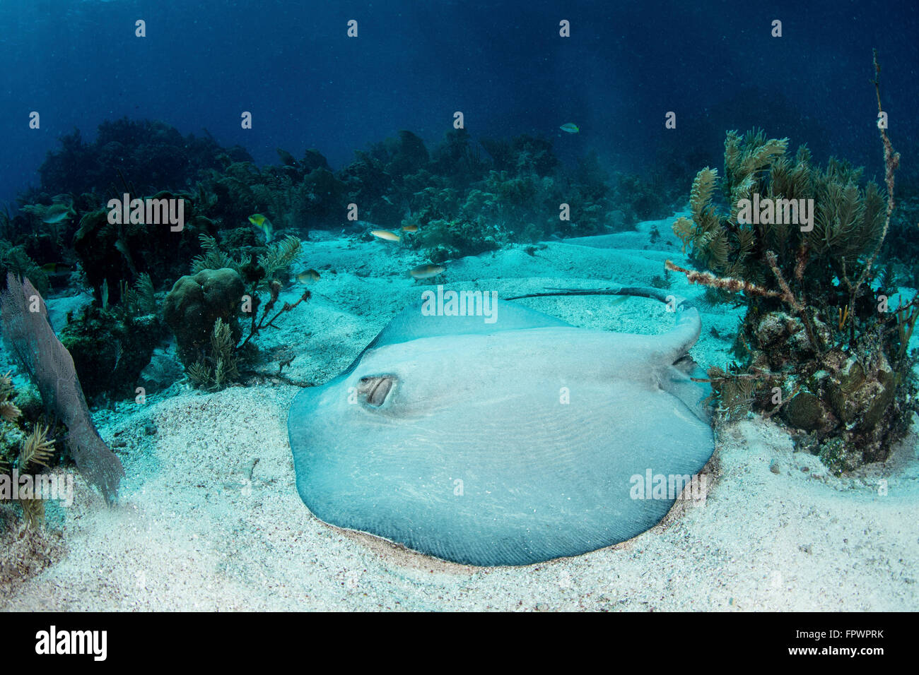 A large roughtail stingray (Dasyatis centroura) rests on the seafloor ...